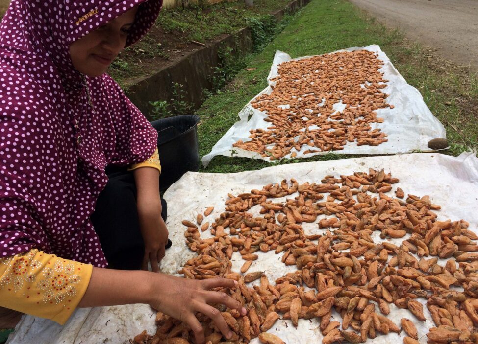 Ternyata Begini Cara Membuat Asam Sunti – Jaringan Pelajar Aceh